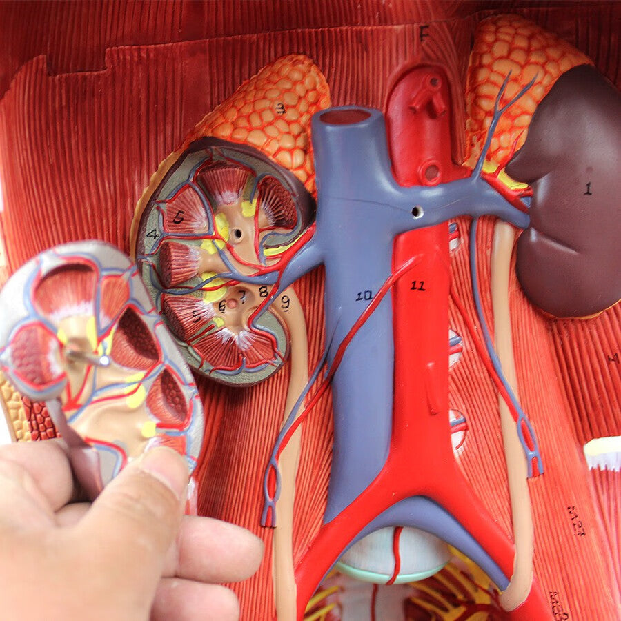 Muscular Torso Model, Open Back, 28 Parts