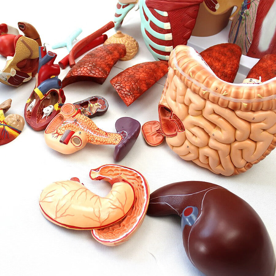 Muscular Torso Model, Open Back, 28 Parts