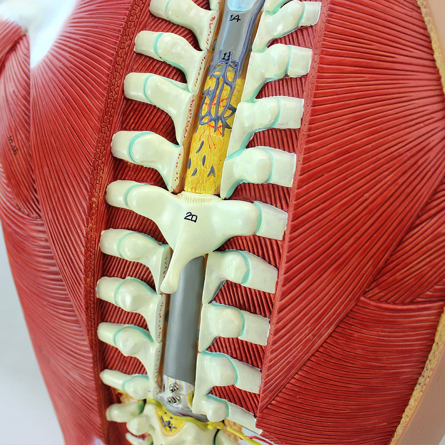 Muscular Torso Model, Open Back, 28 Parts