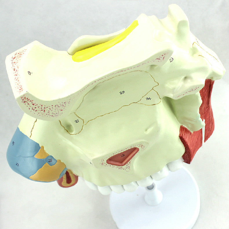 Nasal Cavity Model, 3X Life-Size, 3 Parts – Dr Wong Anatomy