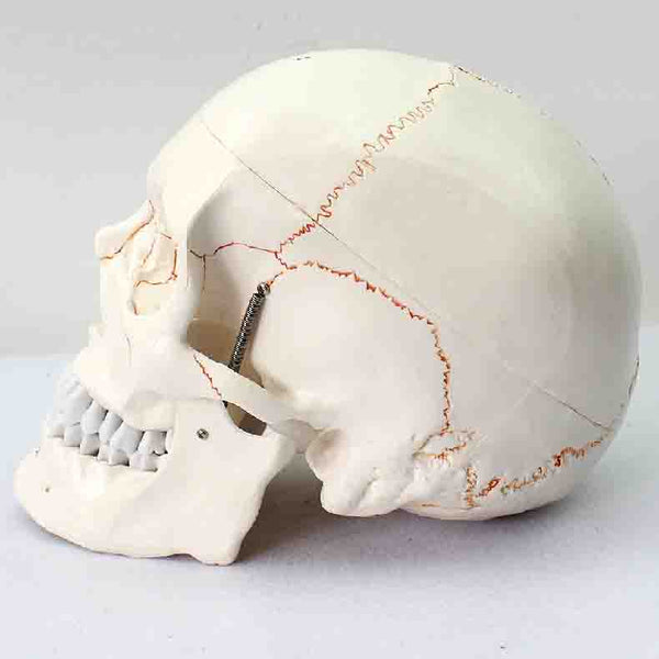 Numbered Human Skull Model, 3 Parts