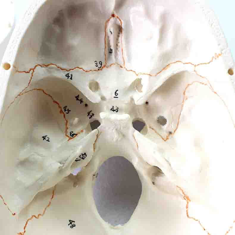 Numbered Human Skull Model, 3 Parts