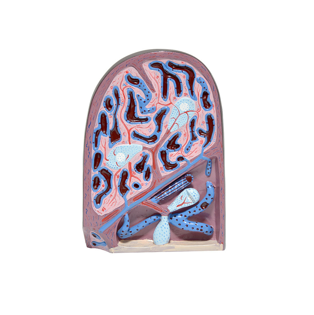 Microscopic Structure Spleen Model – Dr Wong Anatomy