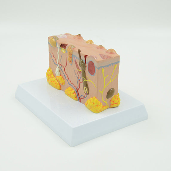 Skin Pathology Model