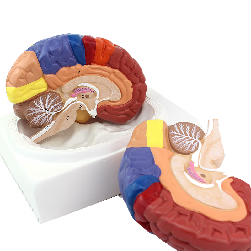 Regional Brain Model, Life-Size, 2 Parts