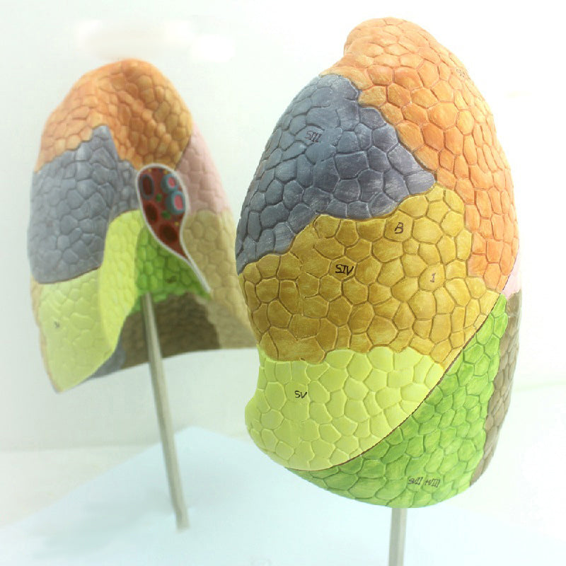 Segmental Lungs Model, Life-Size