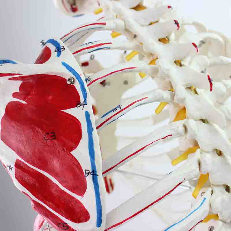 Skeleton Model with Muscles and Ligaments