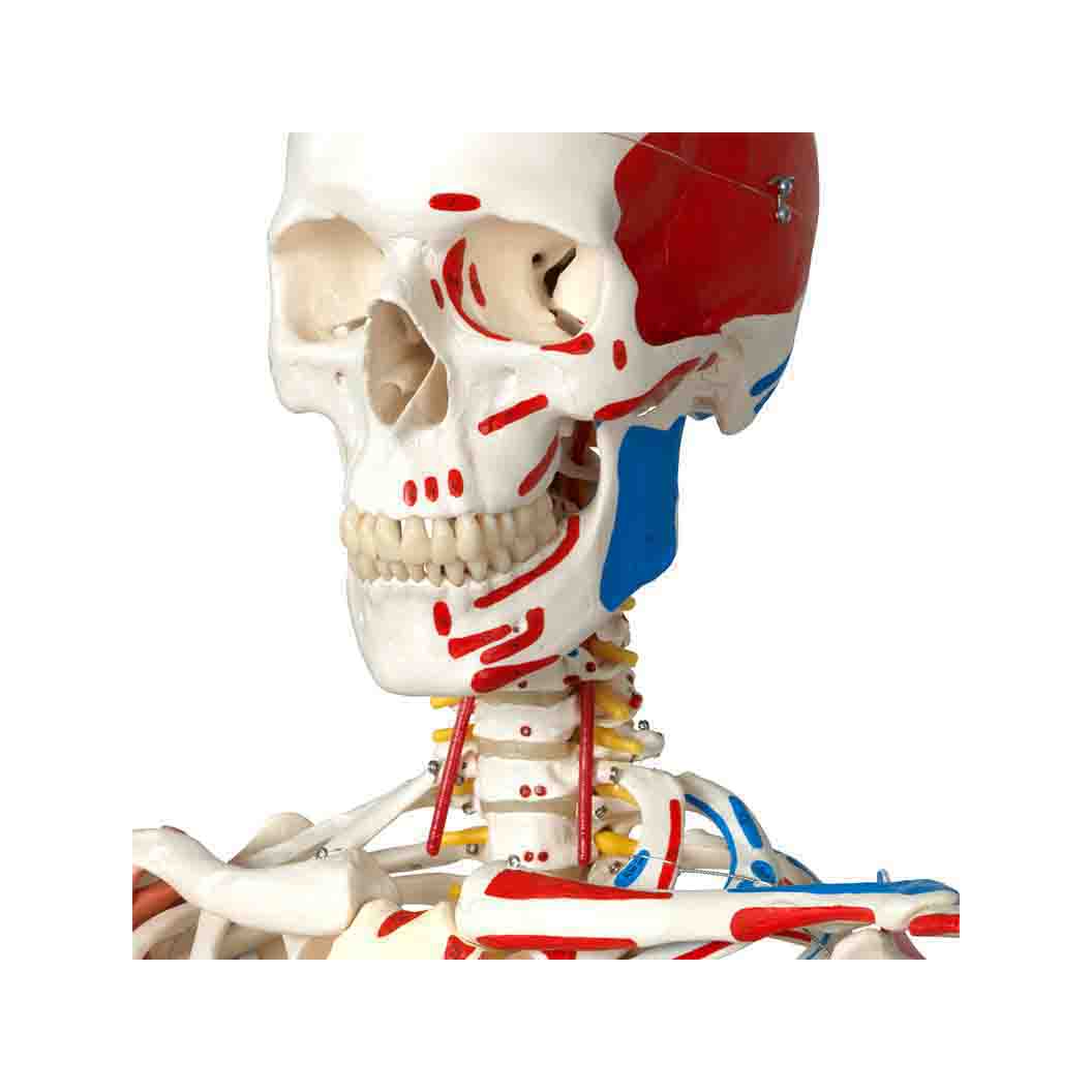 Skeleton Model with Muscles and Ligaments