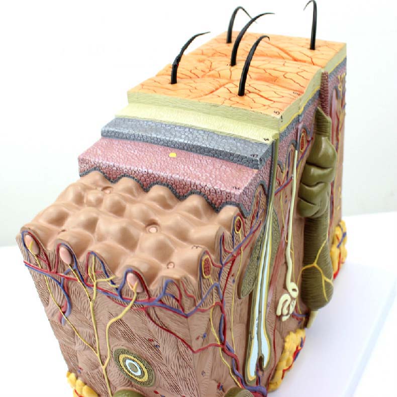 Skin, Block Model, 70X Full-Size