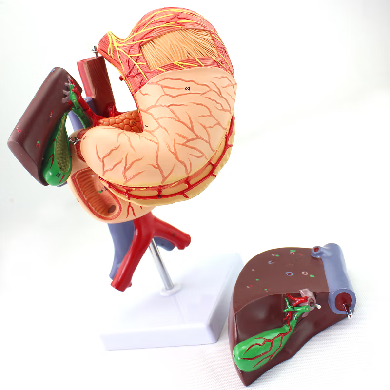 Stomach Model with Associated Organs – Dr Wong Anatomy