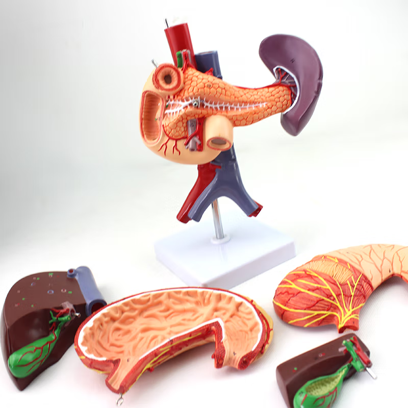 Stomach Model with Associated Organs – Dr Wong Anatomy