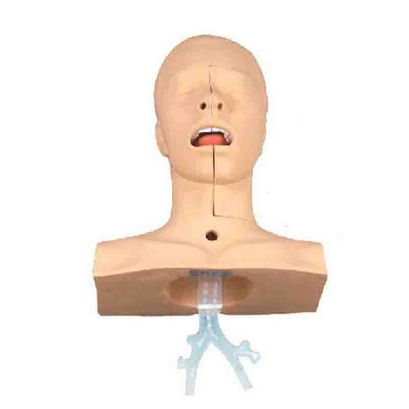 Suction training model