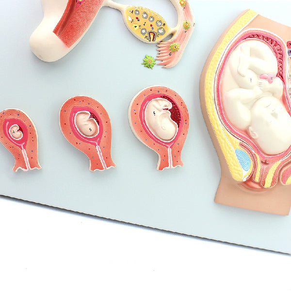 The Process of Fetal Development Model – Dr Wong Anatomy