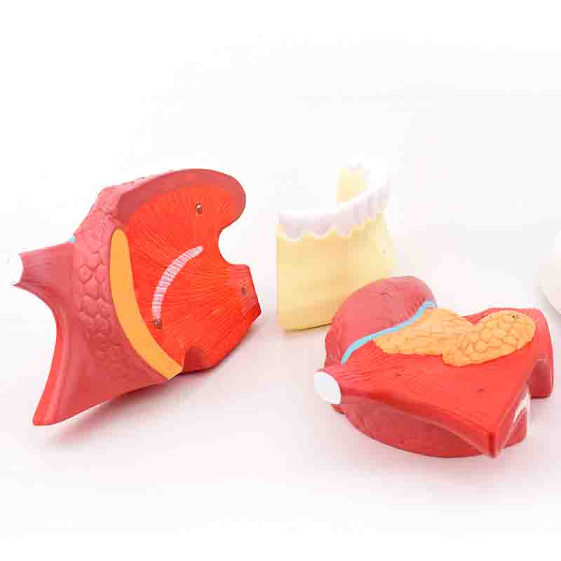 Tongue Anatomy Model