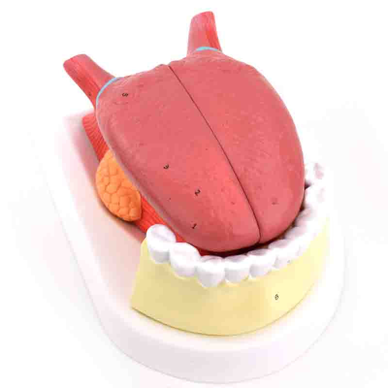 Tongue Anatomy Model
