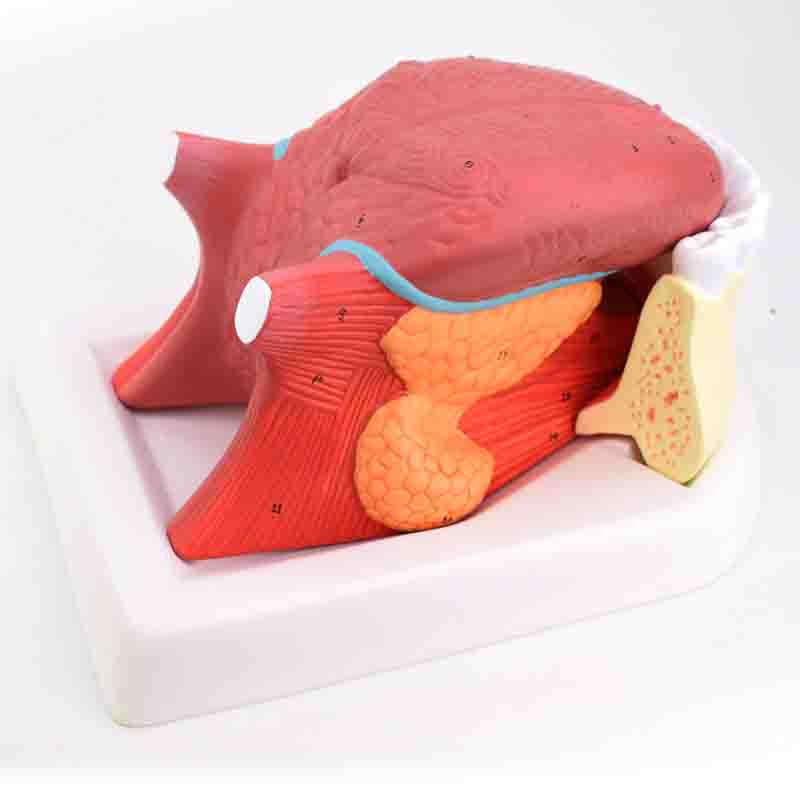 Tongue Anatomy Model