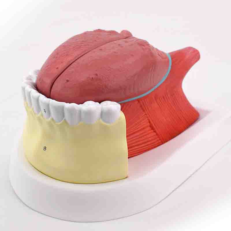 Tongue Anatomy Model