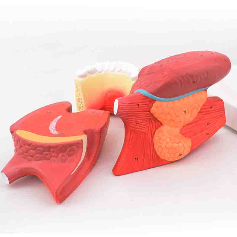 Tongue Anatomy Model