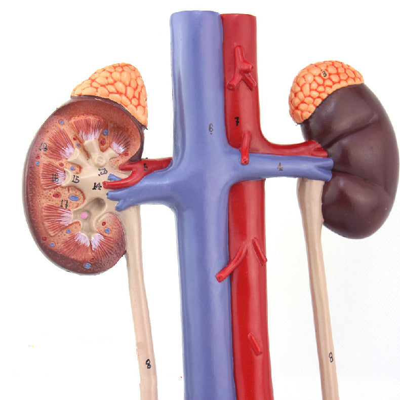 Urinary System Anatomy Model Urinary System Anatomy And Physiology