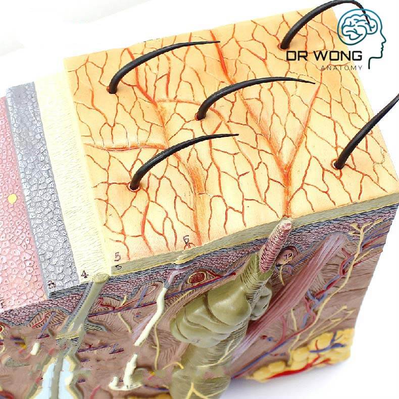 Skin, Block Model, 70X Full-Size – Dr Wong Anatomy
