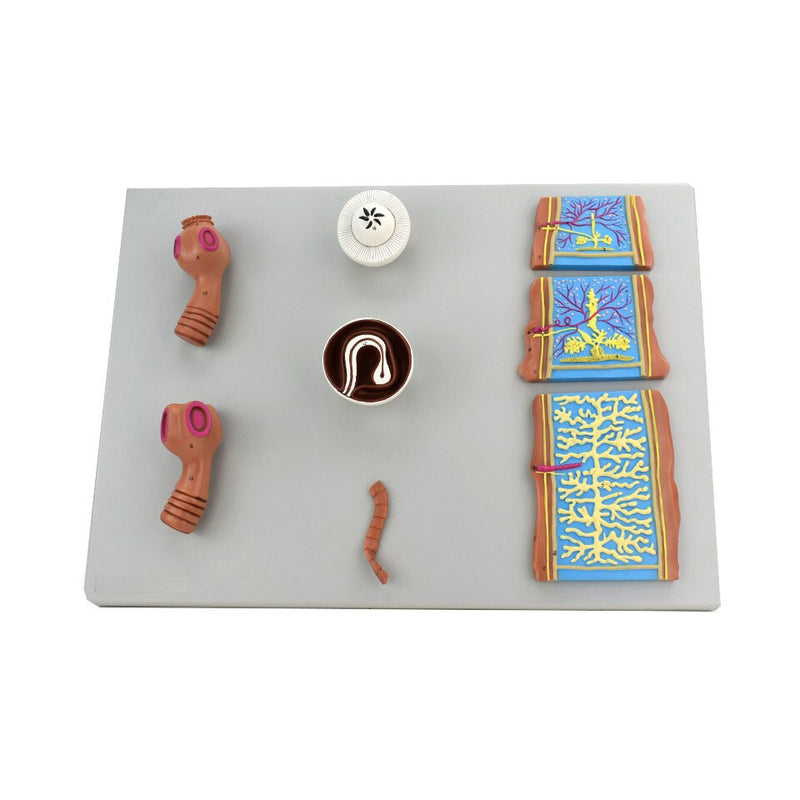 Comparative Tapeworm Model