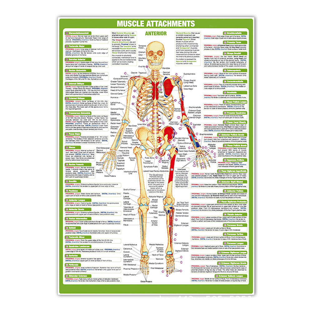 Anatomy Chart - Muscle Attachments Anterior