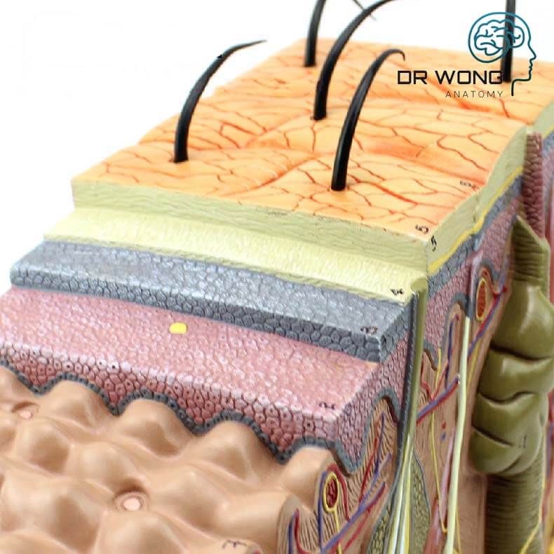 Skin, Block Model, 70X Full-Size – Dr Wong Anatomy