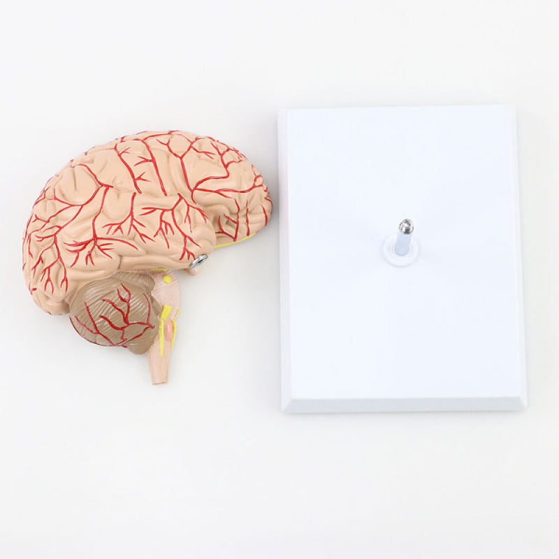 Half Brain Model, Life-Size