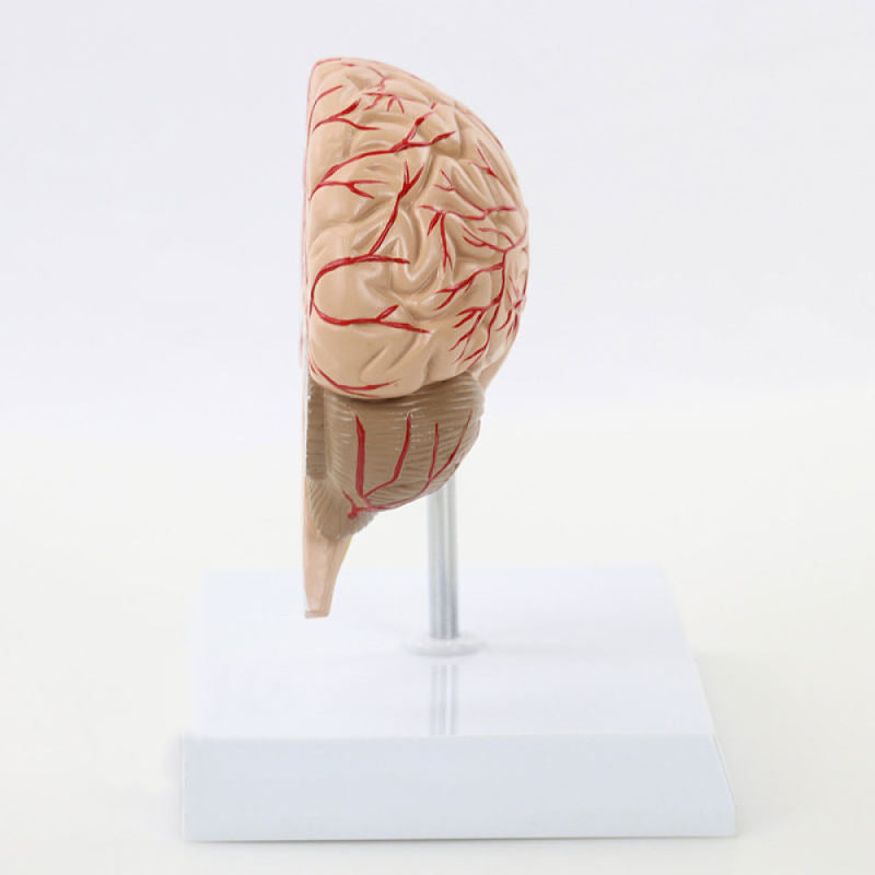 Half Brain Model, Life-Size