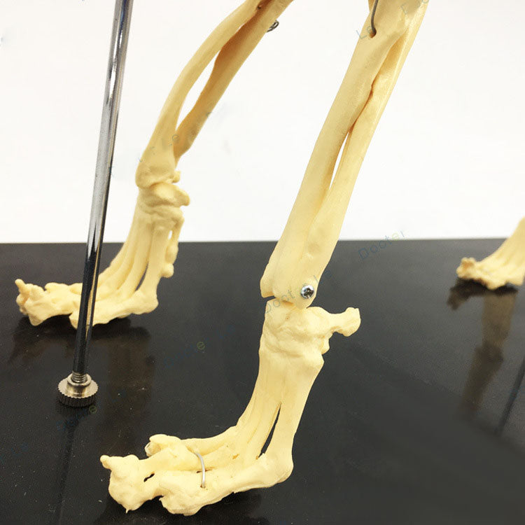 Canine Skeleton Model