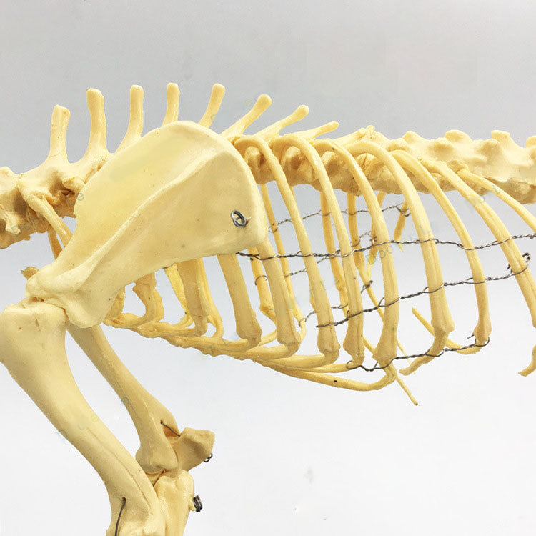 Canine Skeleton Model