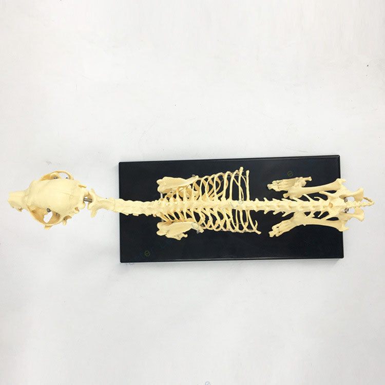 Canine Skeleton Model