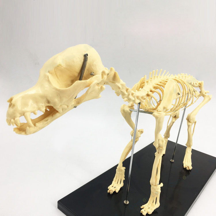 Canine Skeleton Model