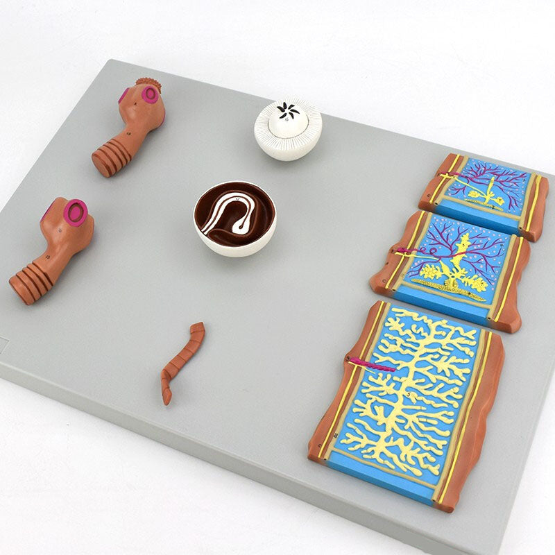 Comparative Tapeworm Model