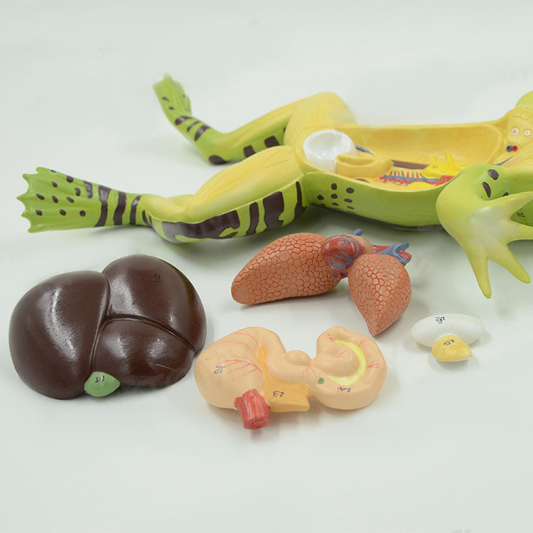 Frog Dissection Model