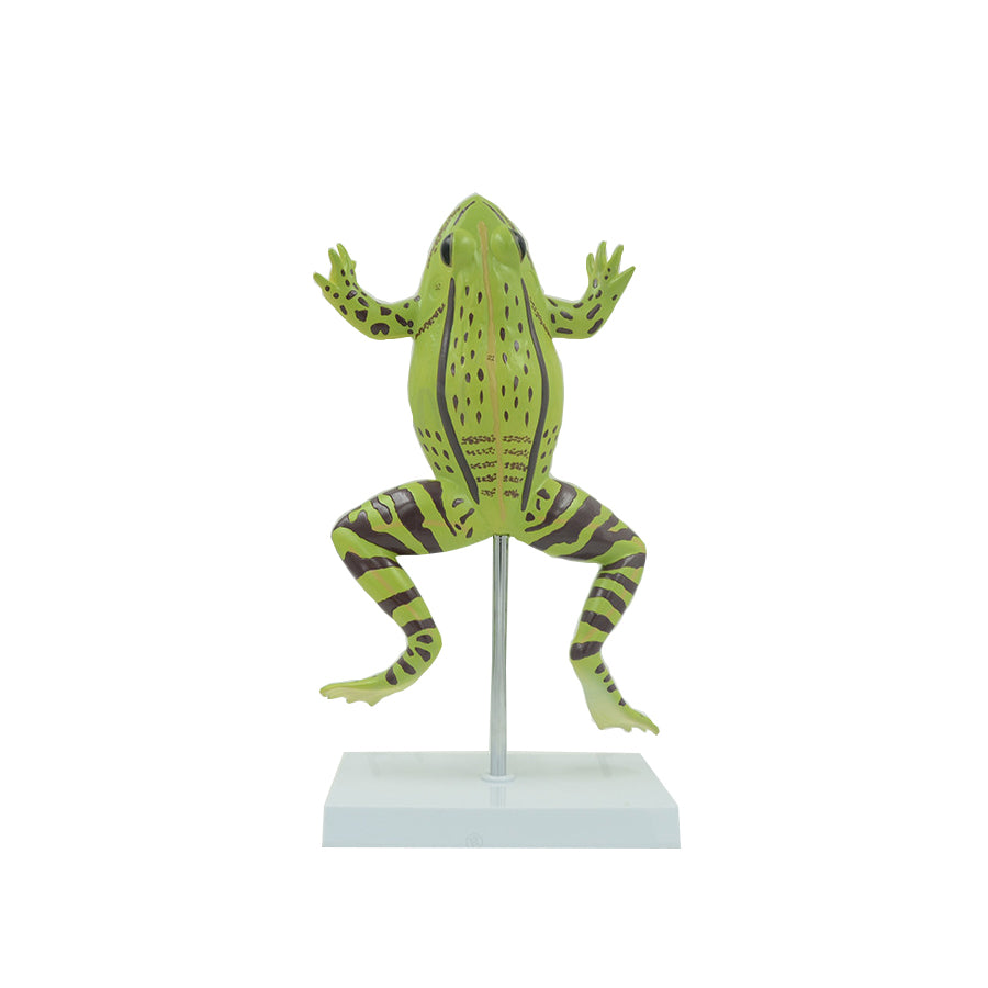 Frog Dissection Model