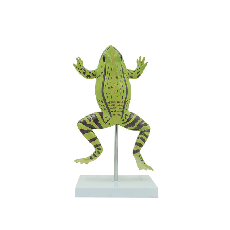 Frog Dissection Model