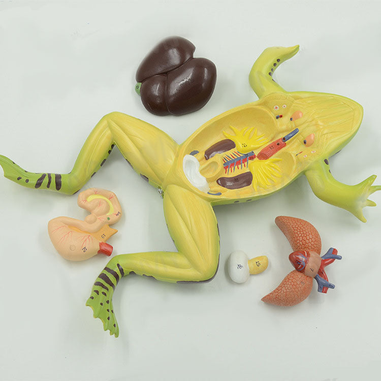 Frog Dissection Model