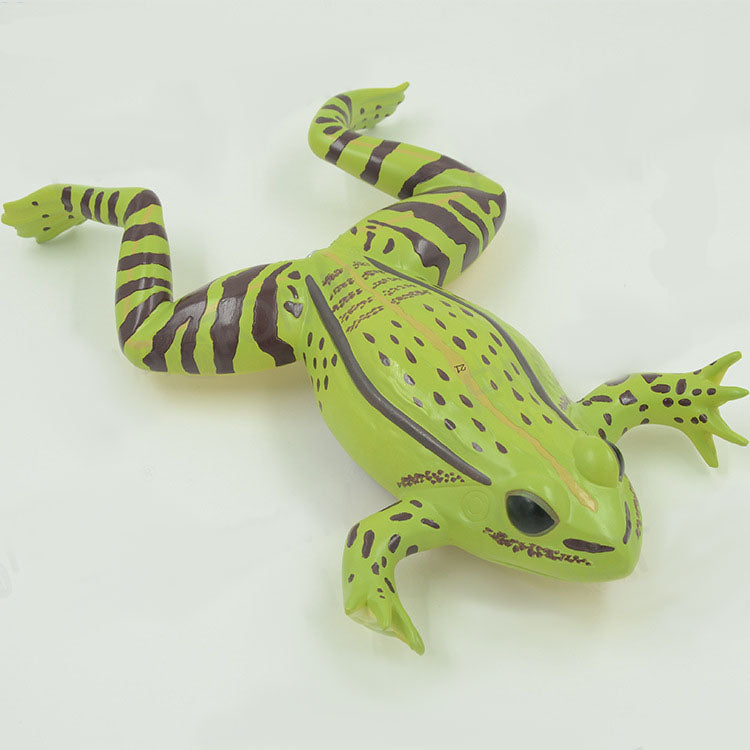 Frog Dissection Model