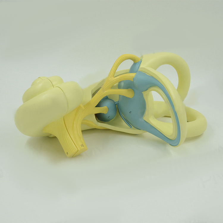 Ear Semicircular Canal Cochlea Anatomical Model