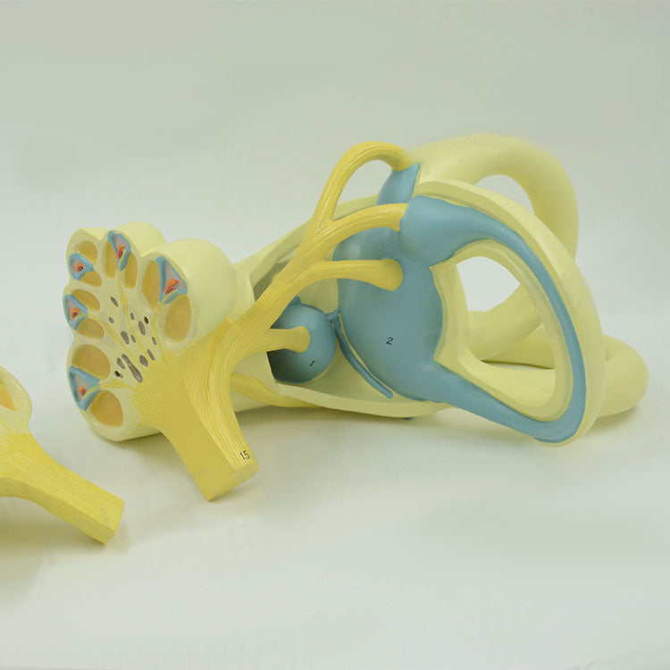 Ear Semicircular Canal Cochlea Anatomical Model
