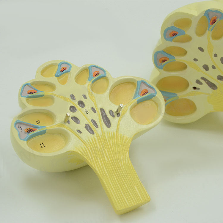 Ear Semicircular Canal Cochlea Anatomical Model