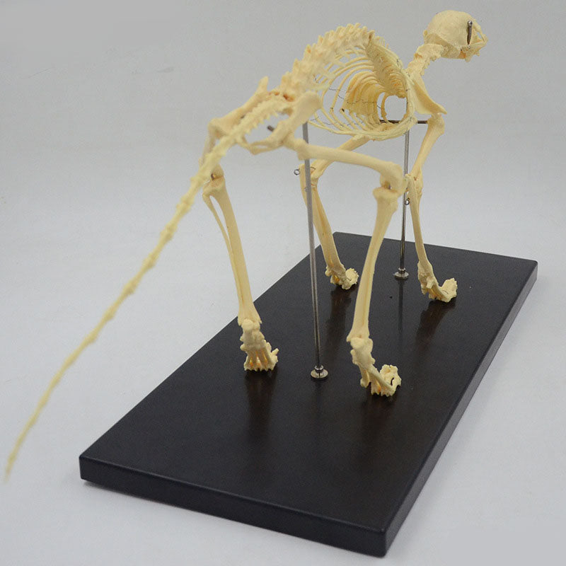 Cat Skeleton Model