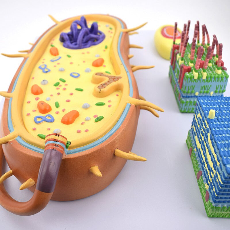 Bacterium Model Set