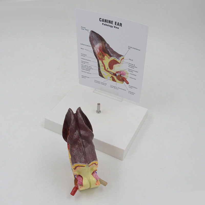Canine Ear Model