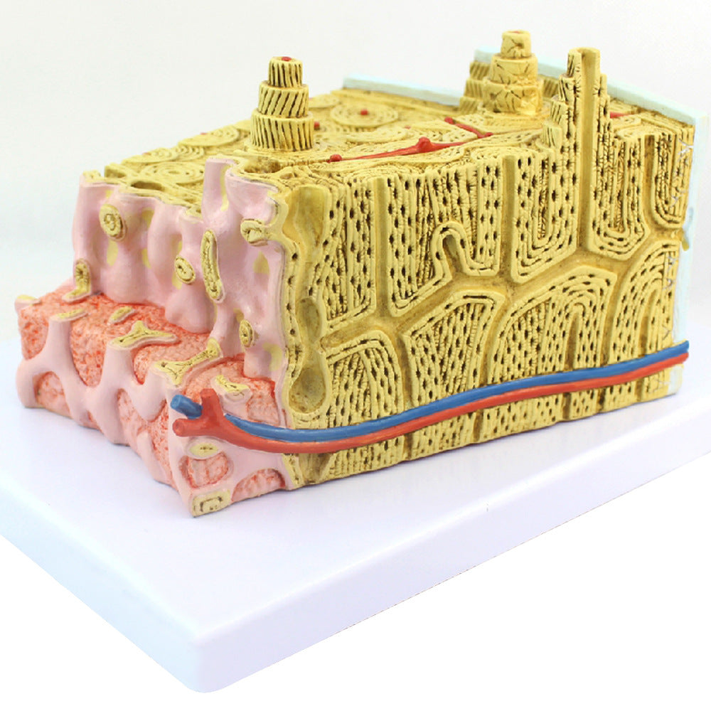Bone Structure Model, 80X Life-Size