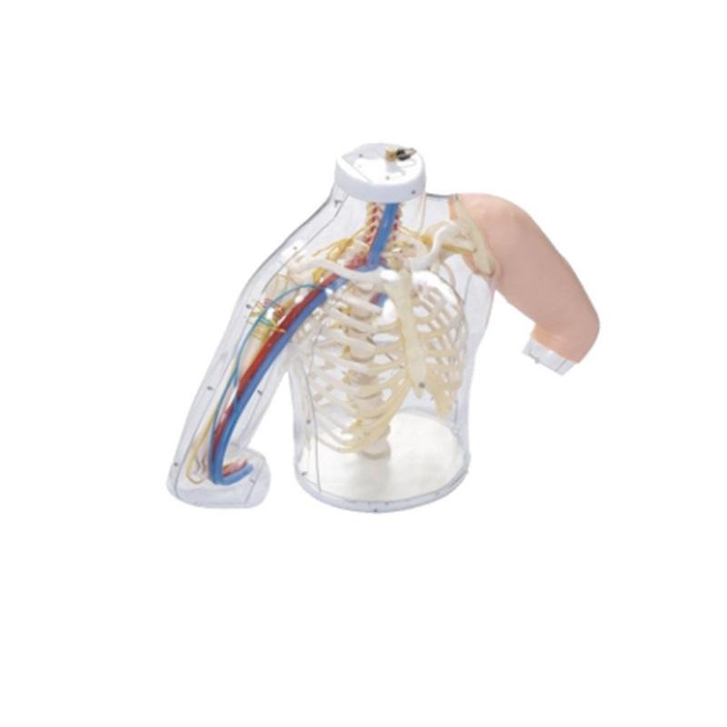 Intramuscular Injection Model of Upper Arm Muscles