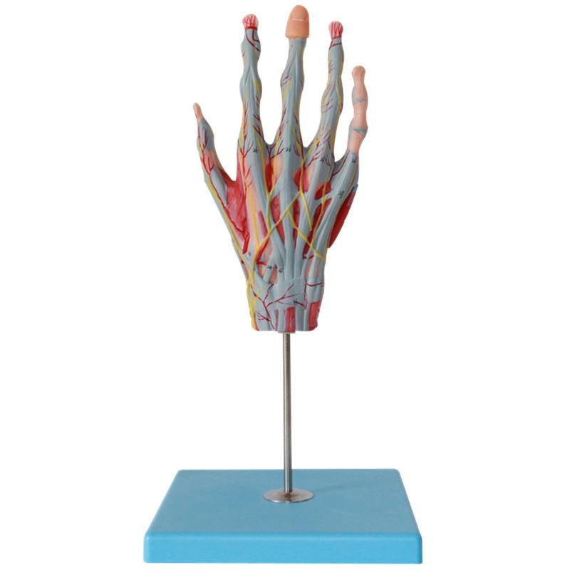 Muscles of the Hand Model with Base of Forearm, Life-Size