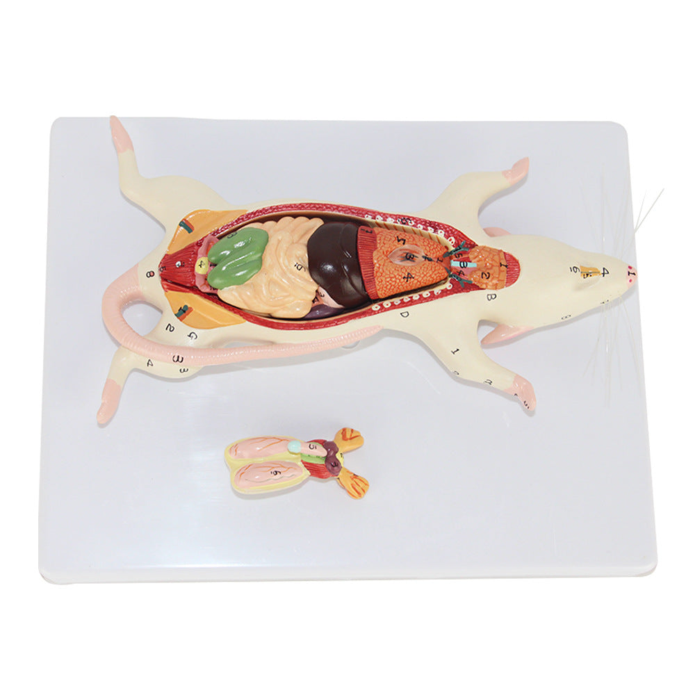Rat Dissection Model, 6 Parts