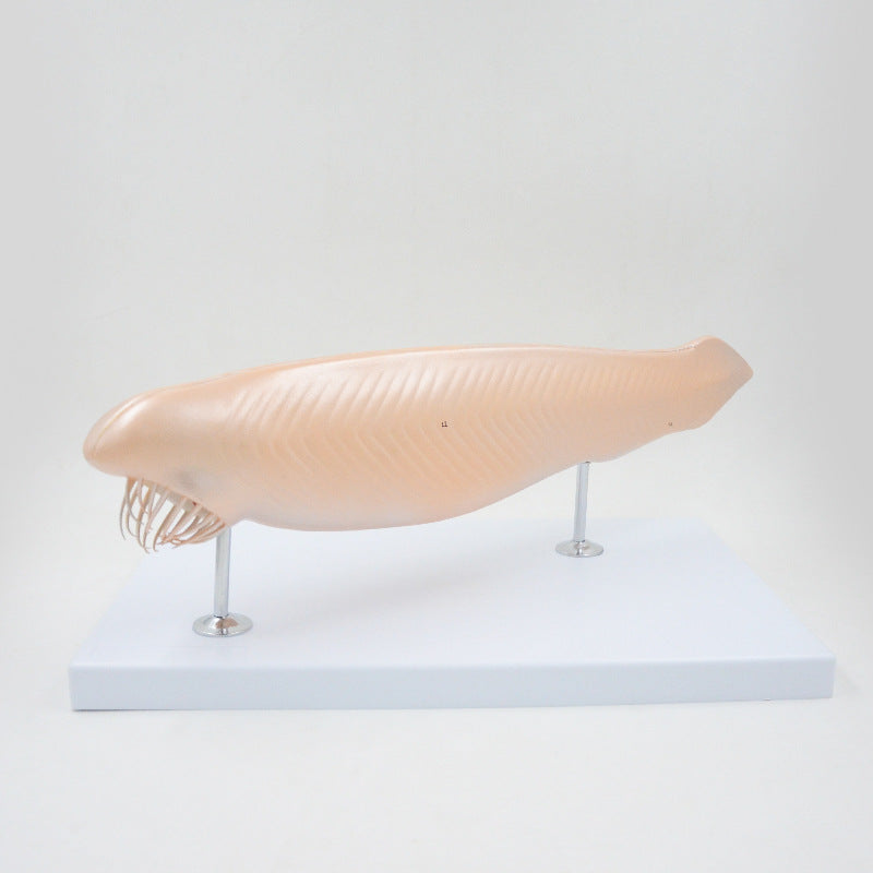 Amphioxus Model, 3 Parts, 10X Life-Size